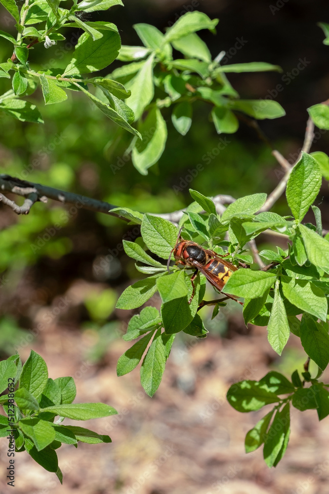 Japanese giant hornet - Vespa mandarinia japonica. In Japan, it is ...