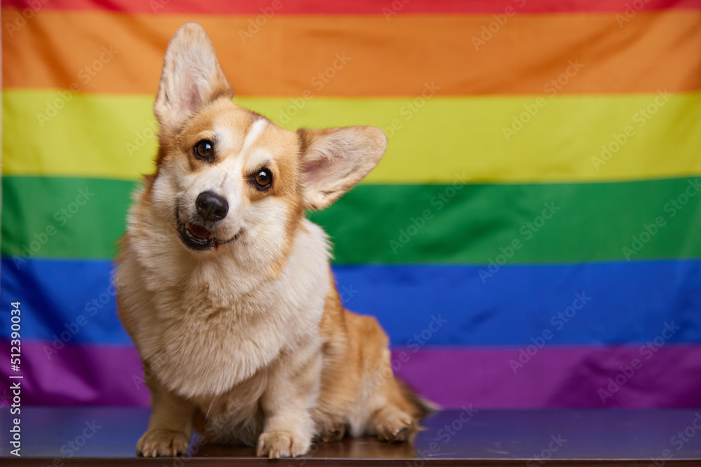 sweetly in front of a rainbow LGBT flag. Love of Animals. The concept ...