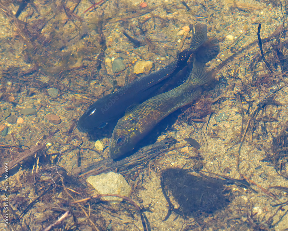 Fish mating Photo and Image. Bass fish displaying their mating position ...