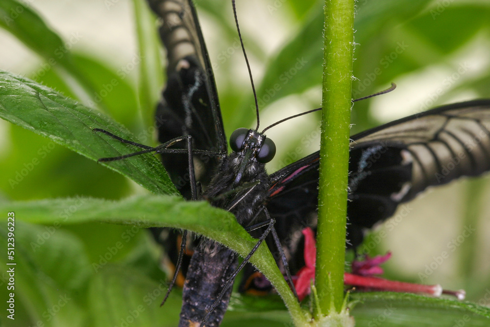gewöhnlicher mormone, papilio polytes, falter, schmetterling, insekt ...