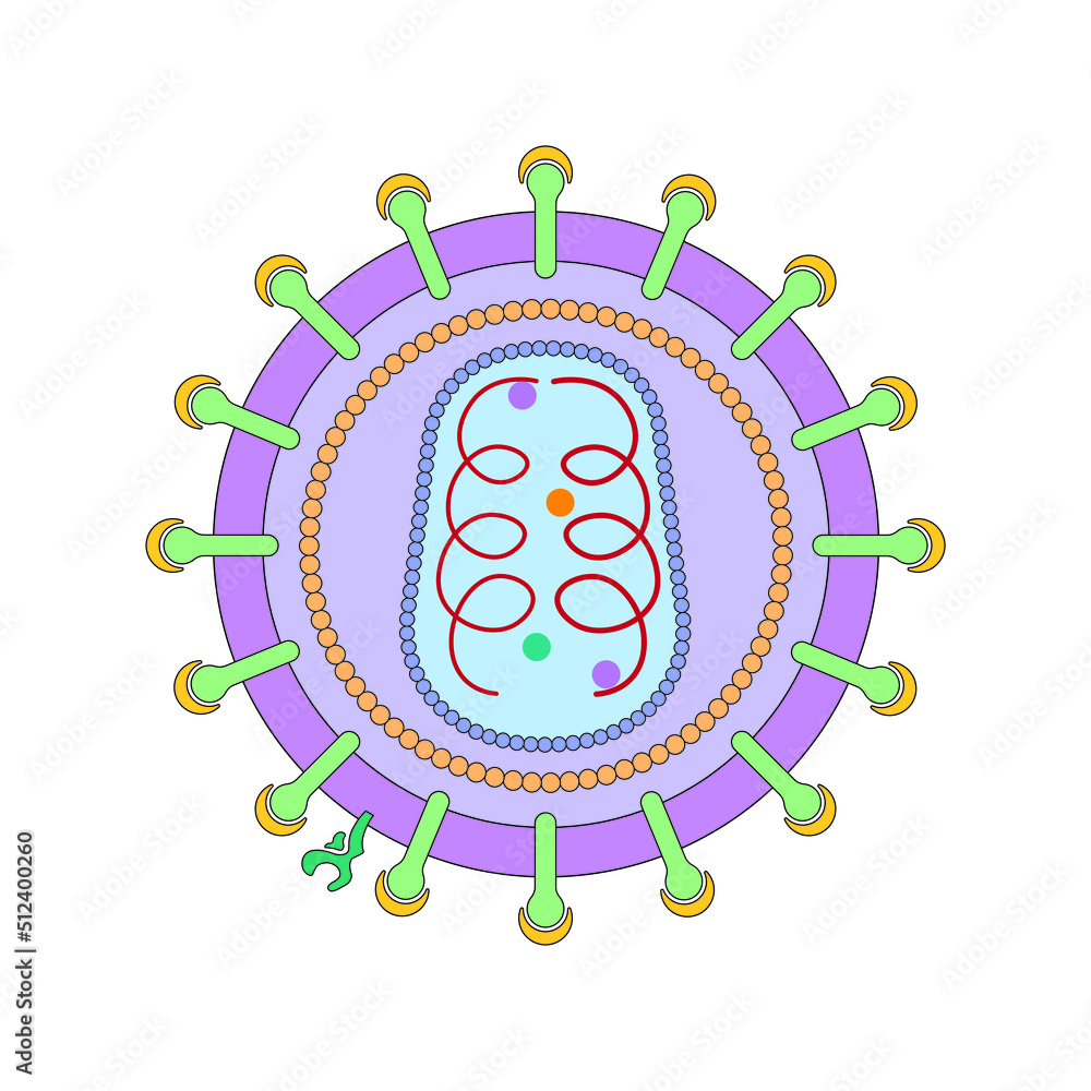 Simple Hiv Virus Structure