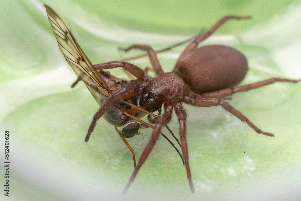 Lycosidae wolf spiders on a green background, Entelegynae wolf spider ...
