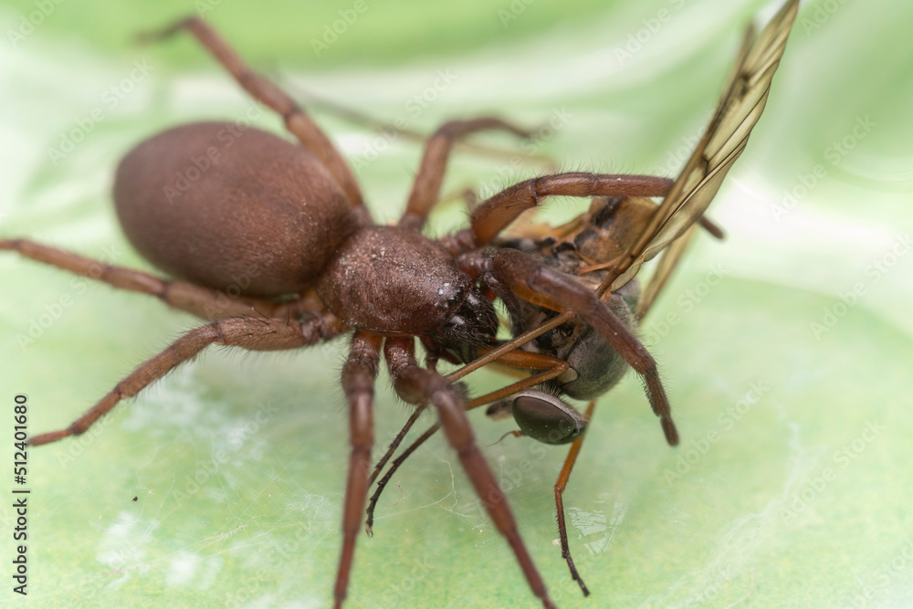 Lycosidae wolf spiders on a green background, Entelegynae wolf spider ...