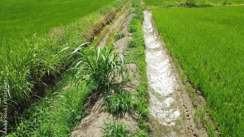 paddy field in the Po Valley without water - drone view of a rice field ...