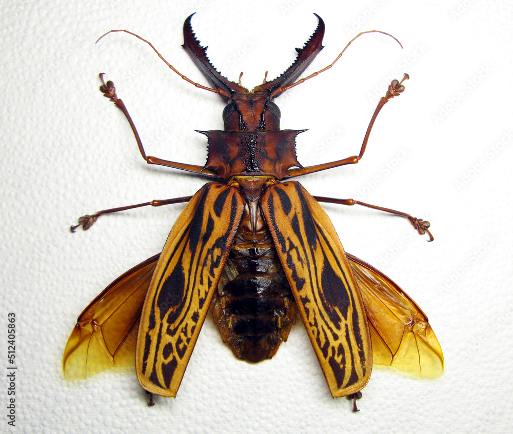 Beetle isolated on white. Giant longhorn beetle Macrodontia cervicornis ...