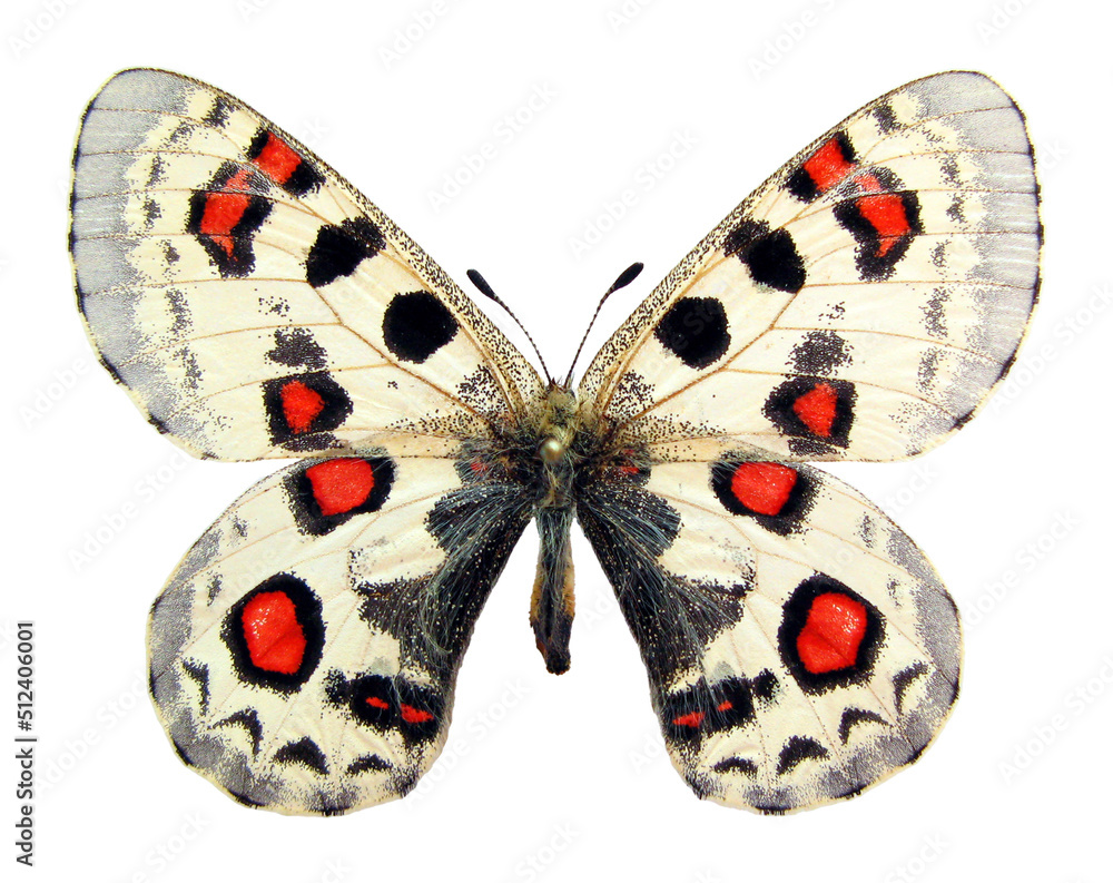 Butterfly isolated on white. White butterfly with big red spots ...