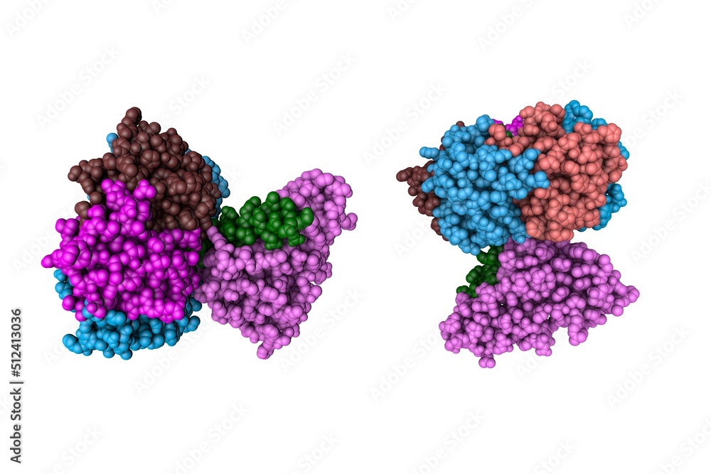 Cholera toxin produced by bacterium Vibrio cholerae. Space-filling ...