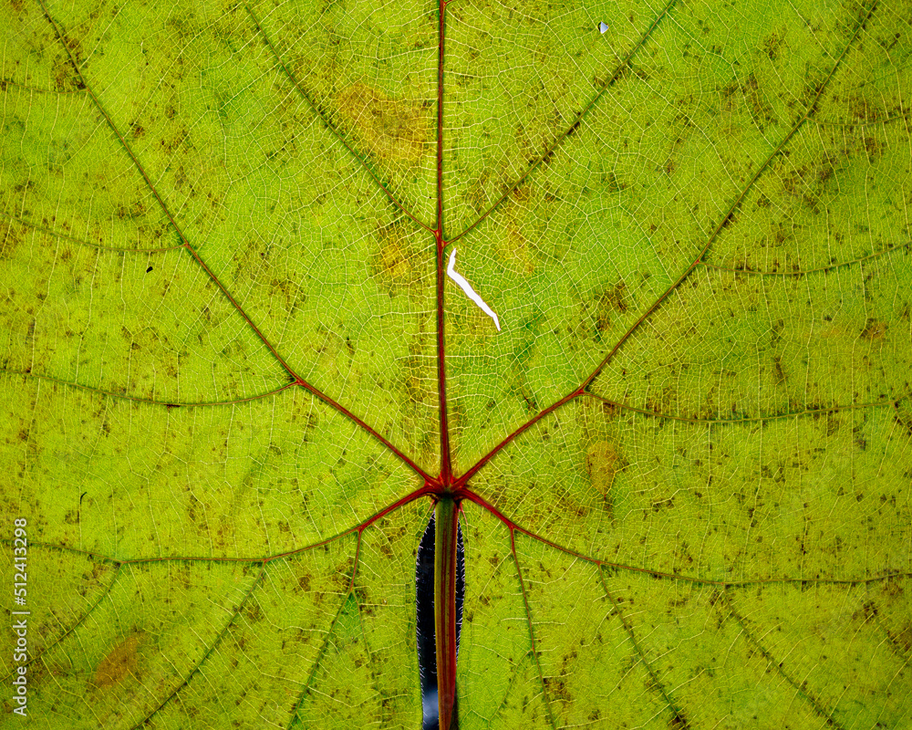 Very beautiful green leaf with tiny veins that make an intricate ...