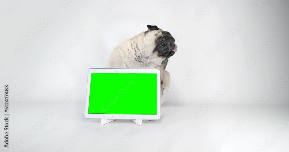 Pug dog is scratching, itching its head, ear, body. Show tablet screen ...