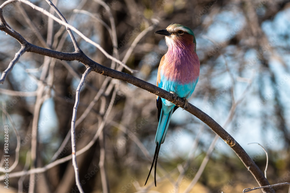 African lilac breasted roller (fork-tailed roller, lilac-throated ...