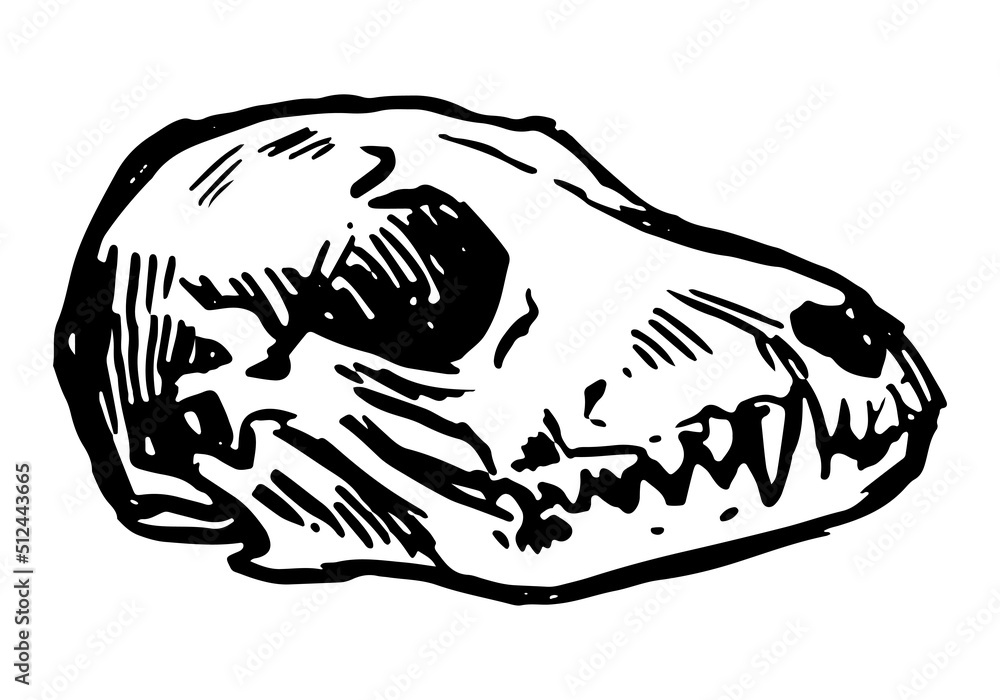 Vetor de Wolf skull sketch. Ink drawing of wild animal head bone. Halloween spooky hand drawn ...