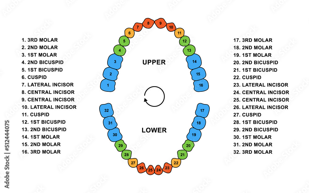 Adult human teeth dentition anatomy. Adult upper and lower jaw parts ...