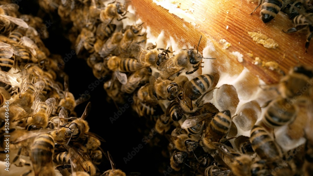 Bees crawling over the cells and waving their fragile wings. Macro shot ...