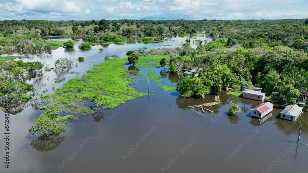 Nature tropical Amazon forest at Amazonas Brazil. Mangrove forest ...