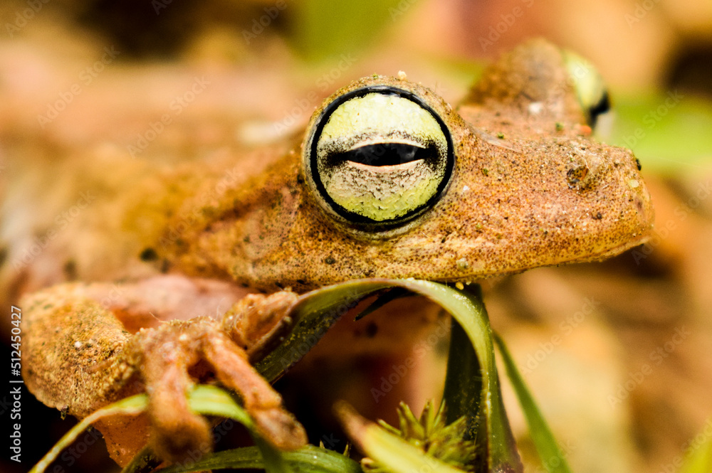 Rana Colombiana con ojos grandes y amarillos, mirada profunda y ...