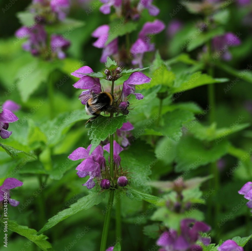 Il bombo degli orti sulla pianta spontanea con fiori fucsia Stock Photo ...