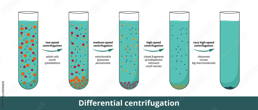 Differential centrifugation visualization with 4 stages at ...