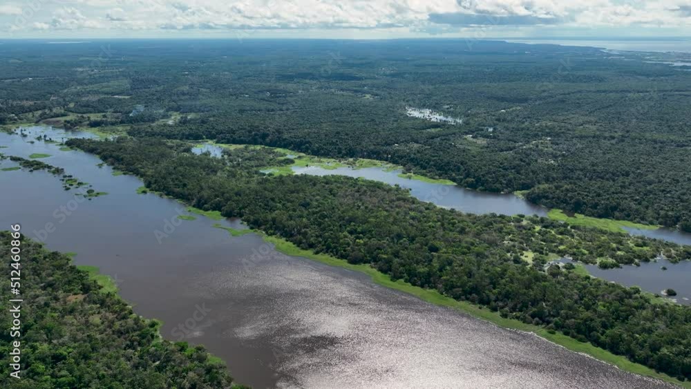 Nature tropical Amazon forest at Amazonas Brazil. Mangrove forest ...