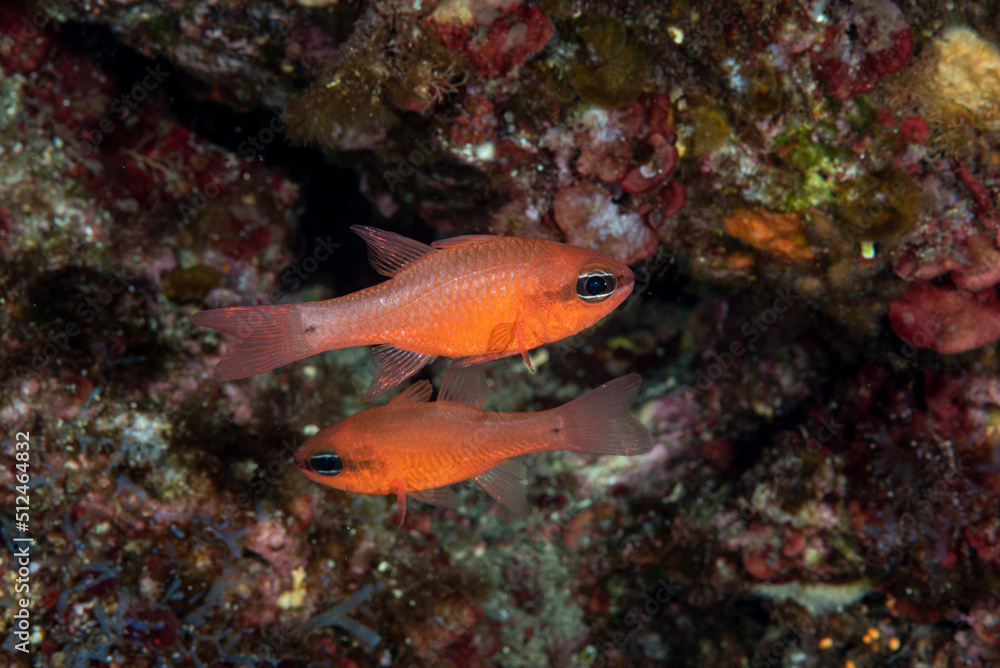 Coppia di pesce cardinale o re di triglie, Apogon imberbis Stock 写真 ...