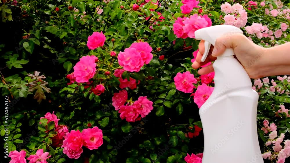 Vídeo do Stock: rose garden.hand spraying roses from a white bottle ...