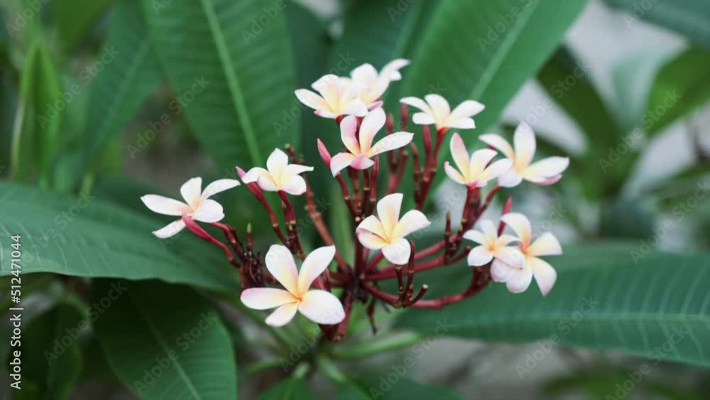 Tropical exotic flowers with white and yellow petals and green leaves ...
