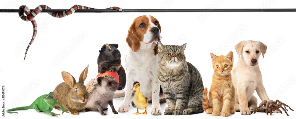 Set of many different animals isolated on white Stock Photo | Adobe Stock