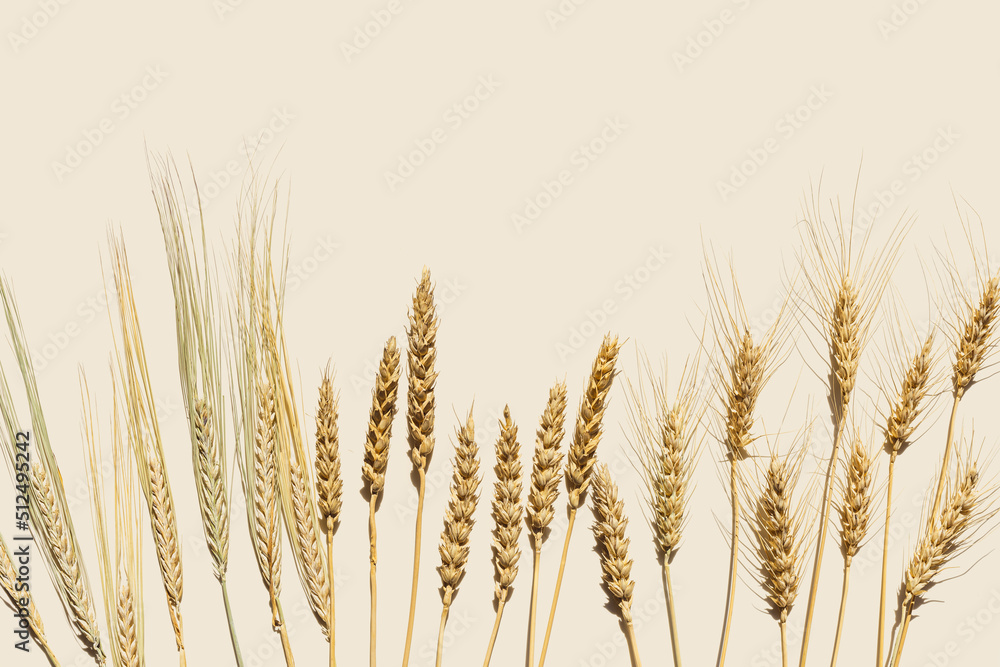 Flat lay with dry ears of wheat, rye, barley on beige background with ...