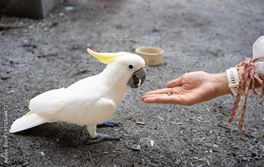 Sulphur-crested Cockatoo, Cacatua galerita, 30 years old, with crest up ...