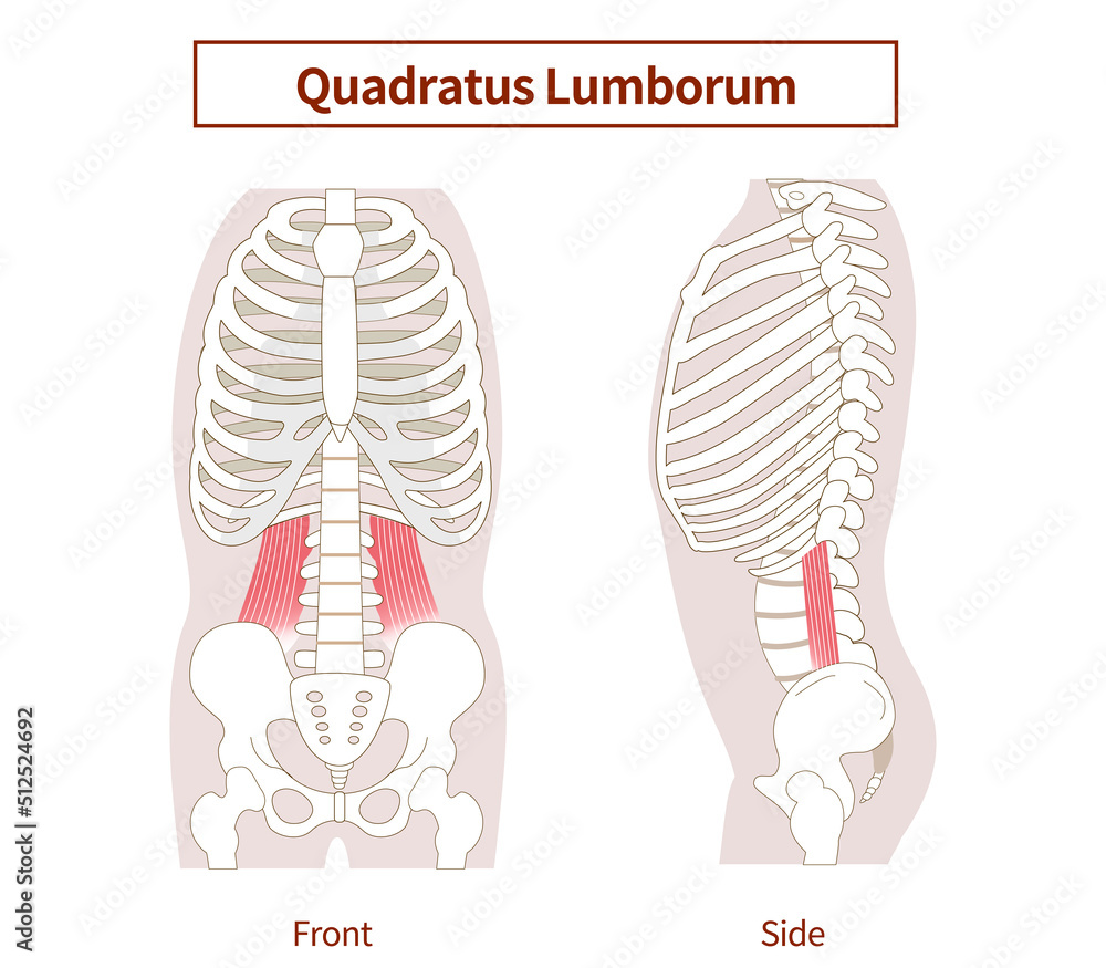 Theragun Quadratus Lumborum at Joan Cross blog