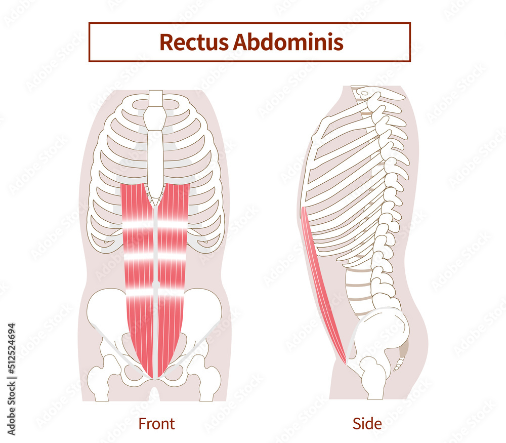 Rectus Abdominis Muscles Illustration of Abdominal Muscle Groups ...