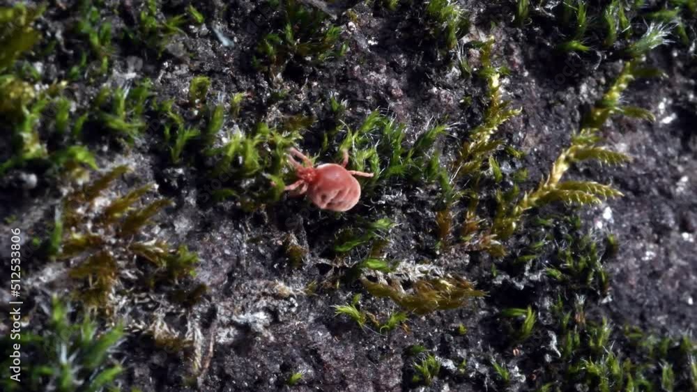 Mite, chiggers, red bugs, scrub-itch mites, berry bugs, Trombicula ...