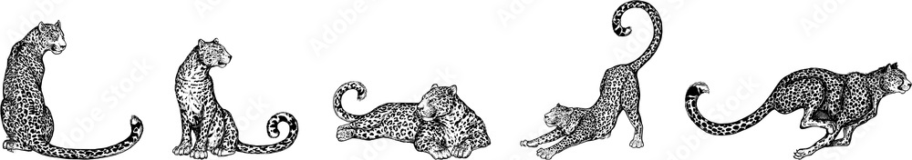 Poster Set of hand drawn sketch style leopards isolated on white ...