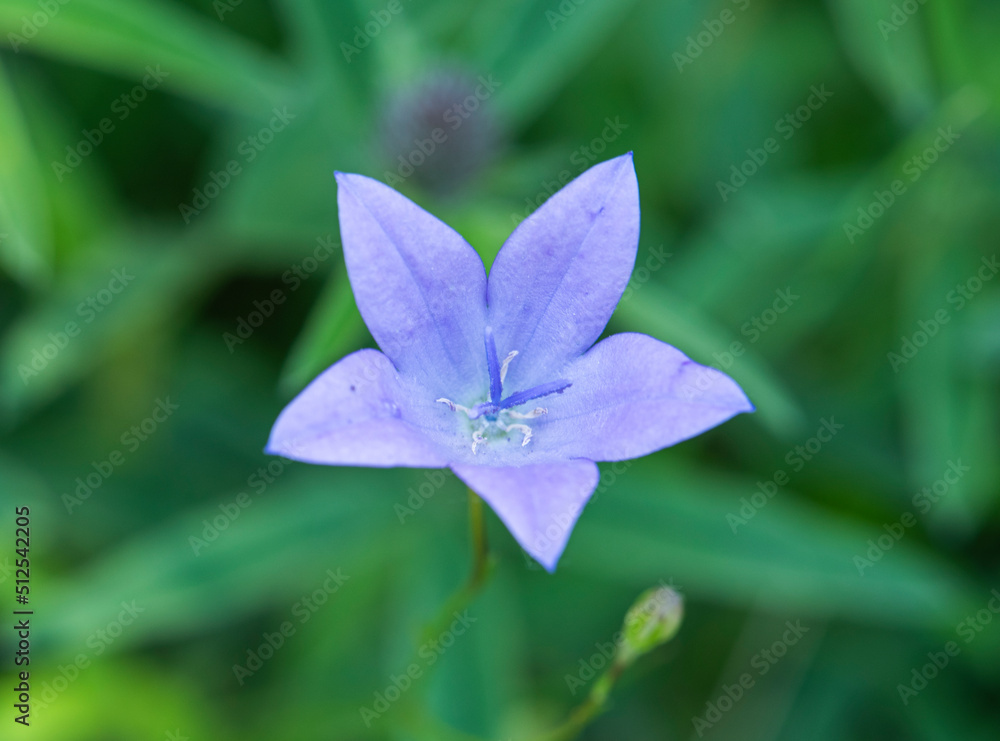 Royal Bluebell Flower Facts | Best Flower Site