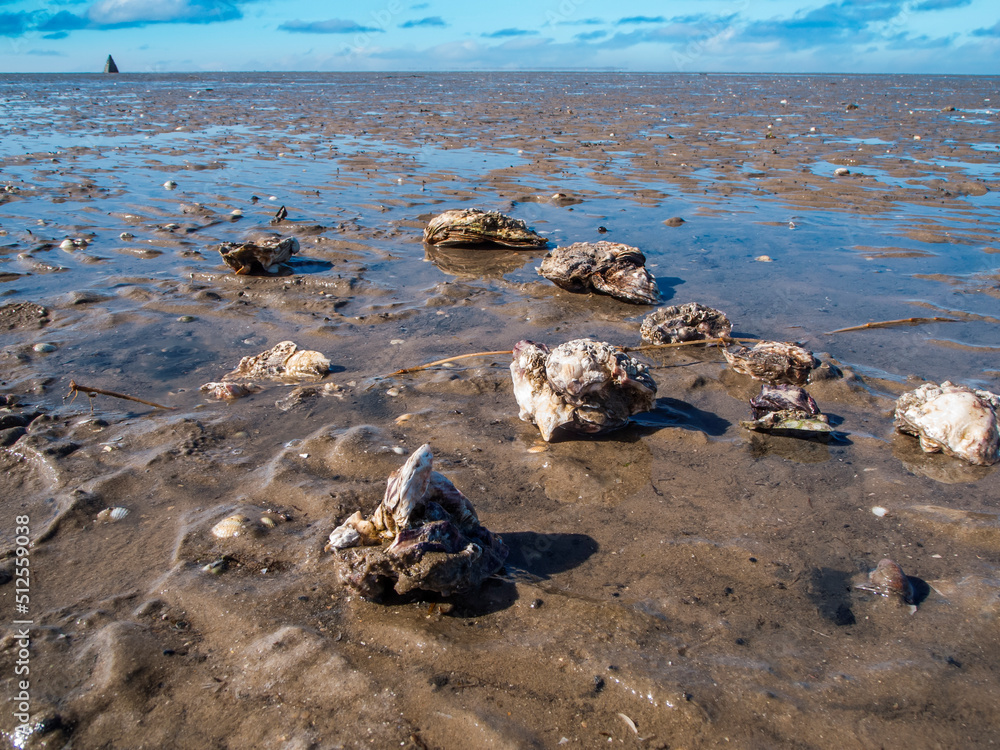 Oyster shells on the North Sea beach Stock Photo | Adobe Stock