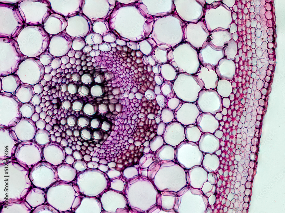 plant stem cross section under the microscope - optical microscope x200 ...