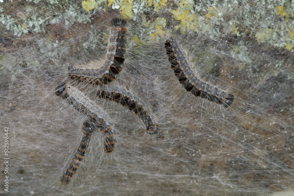 Urticating caterpillars of the oak processionary moth in their nest ...