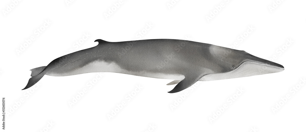 Hand-drawn watercolor fin whale illustration isolated on white background. Finback whale. Common ...