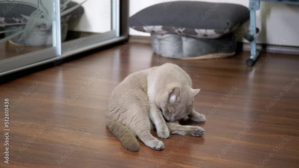 Gray Domestic Cat Licks, Cleans, Washes Wool with Tongue, Sitting on ...