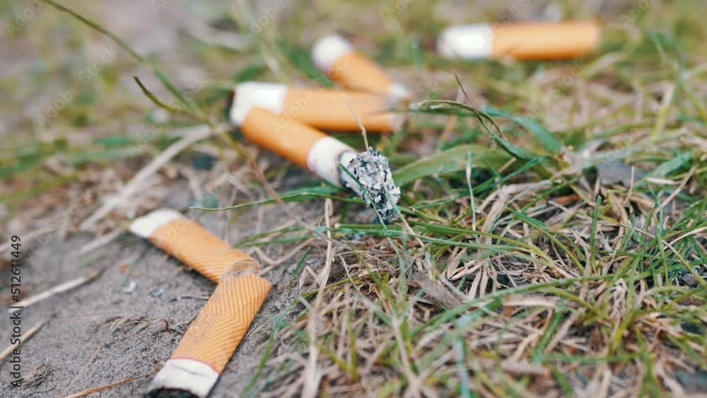 A Lot of Smoldering Cigarette Butts Lie on Sand in the Green Grass in ...