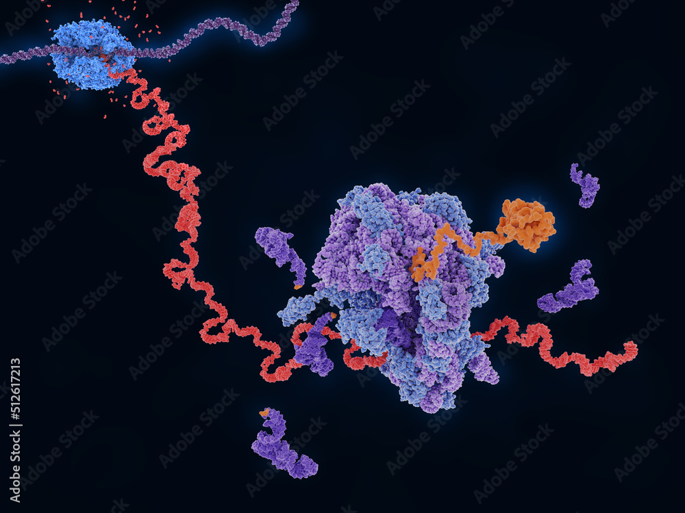 Transcription and translation: from DNA to a protein Stock Illustration ...