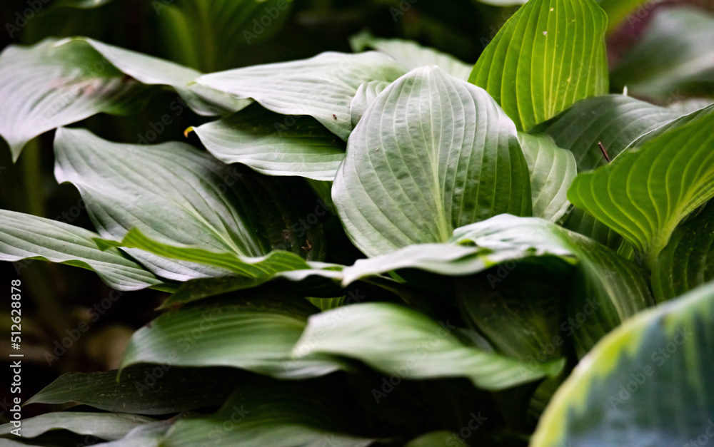 A hosta funkia plant in close-up. A plant with large leaves. Leaf ...