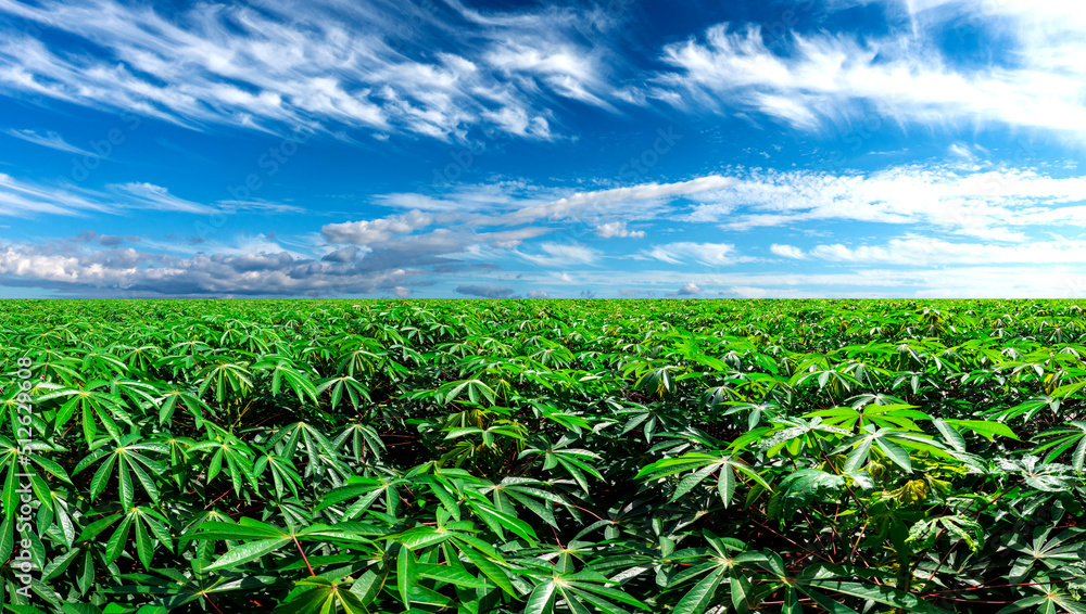 Panorama Landscape Of cassava plantation fields And blue Sky clouds ...