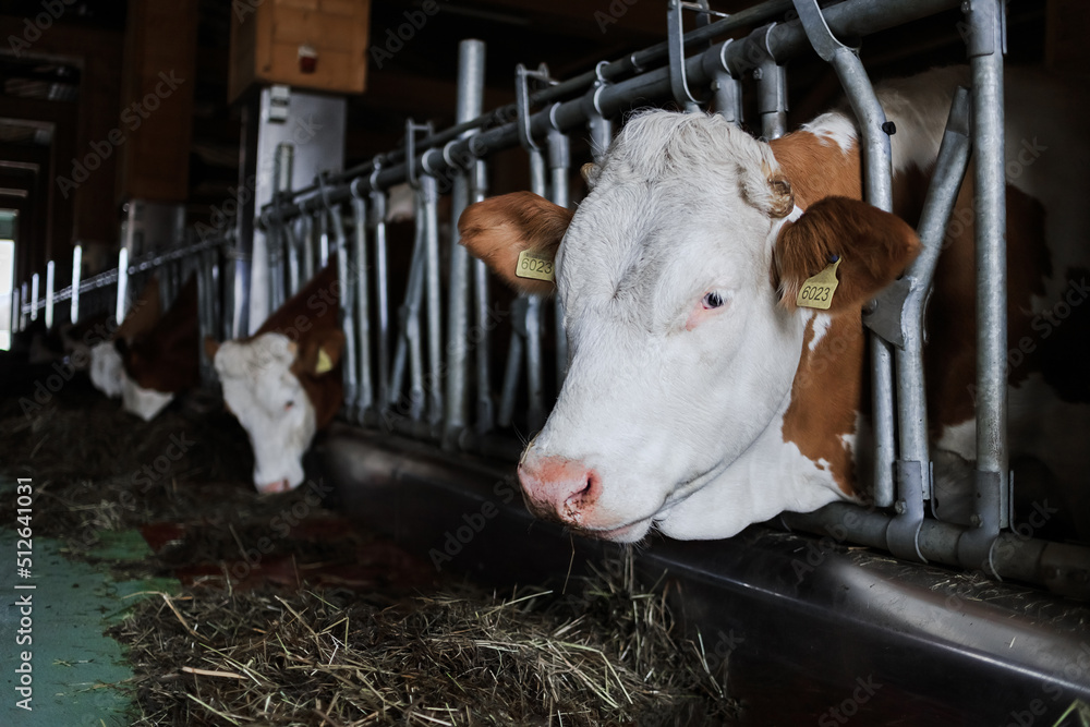 Dairy farm, simmental cattle, feeding cows on farm. Simmental Cows ...