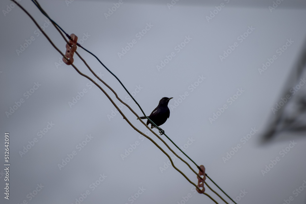 Sparrow siting on electric line and taking rest. a scenery that ...