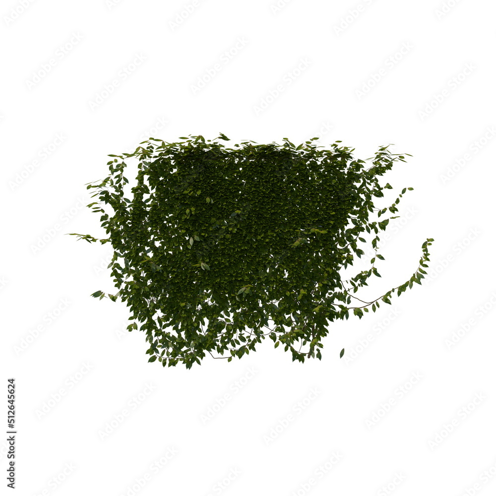 3D illustration of a realistic Ivy plant Stock Illustration | Adobe Stock