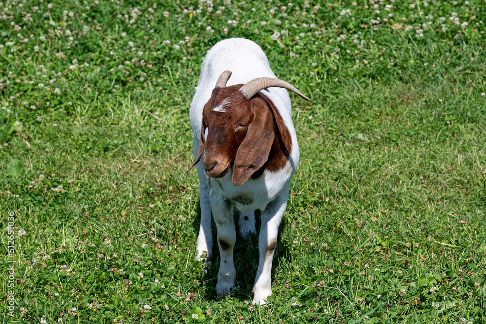 Boer goat in a pasture. This breed of goat that was developed in South ...