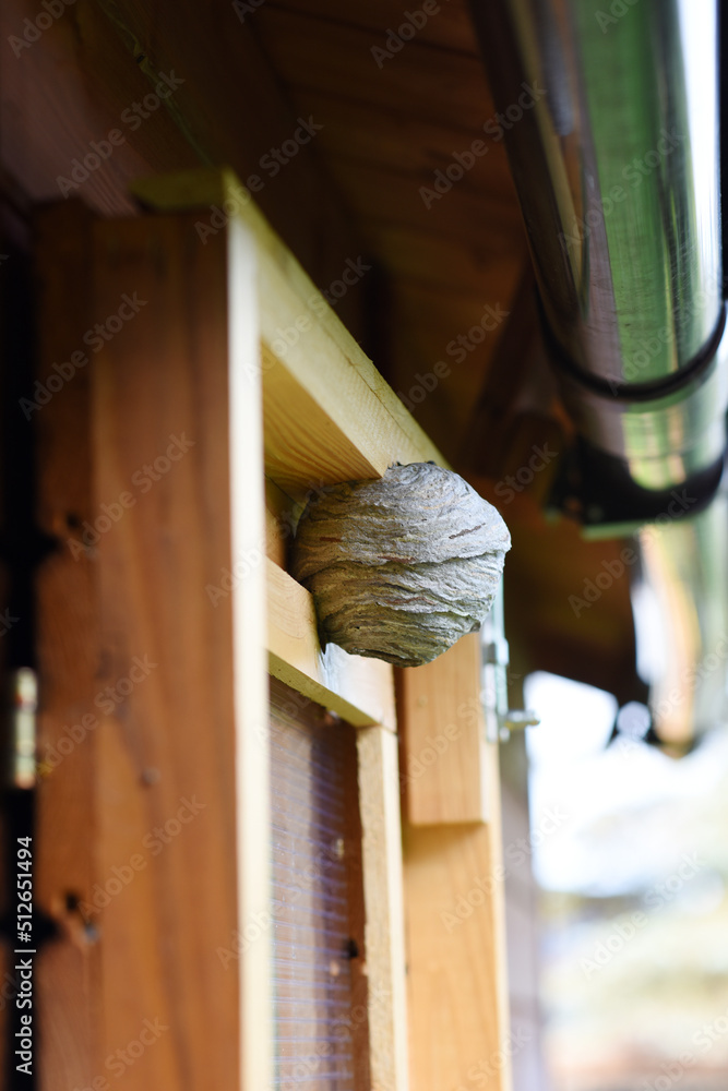 A large wasp nest is attached to a wood door. The grey papery material ...
