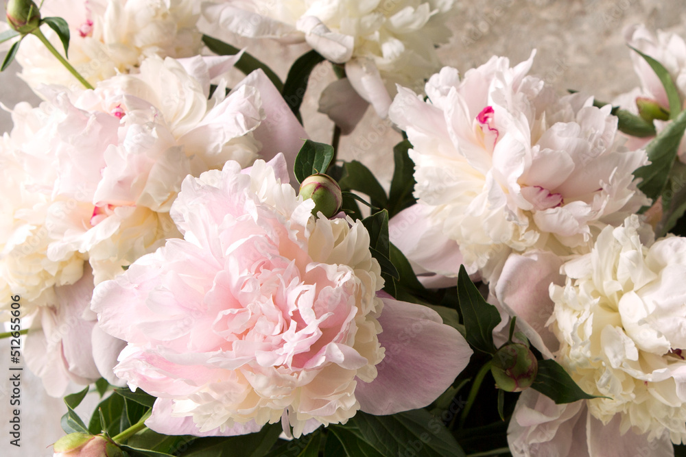 delicate creamy pink peonies close-up Stock Photo | Adobe Stock