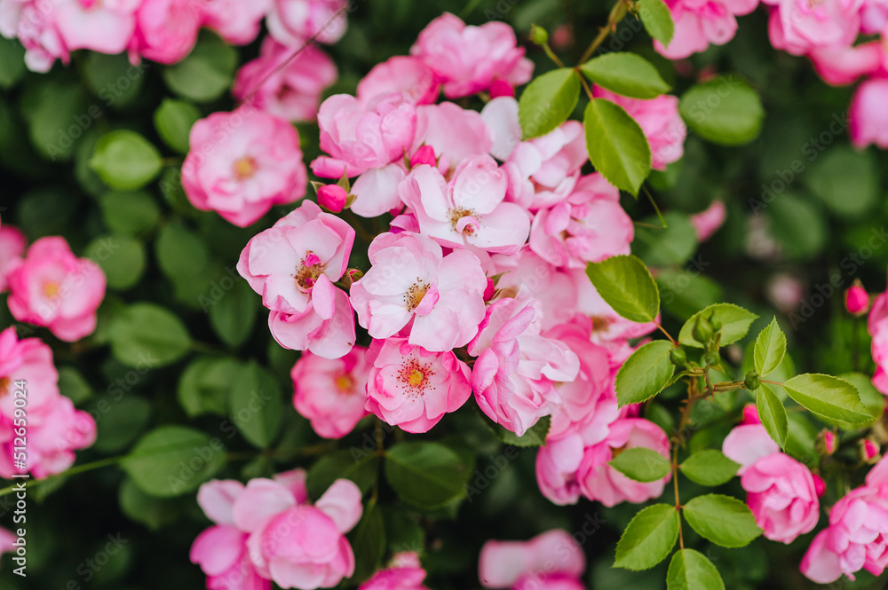 Beautiful flowers of pink roses, Angela bloom in the garden. Close-up ...