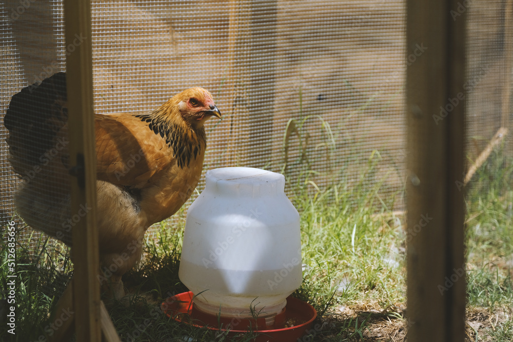 Chicken in coop during summer outdoors at water for hydration of ...